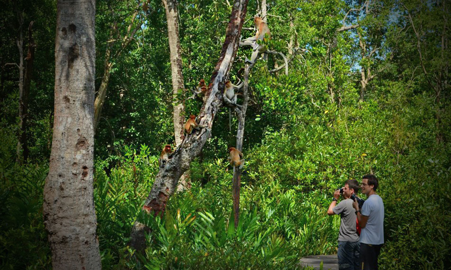 Labuk Bay Nature & Tour Sdn Bhd – Labuk Bay Nature & Tour Sdn Bhd