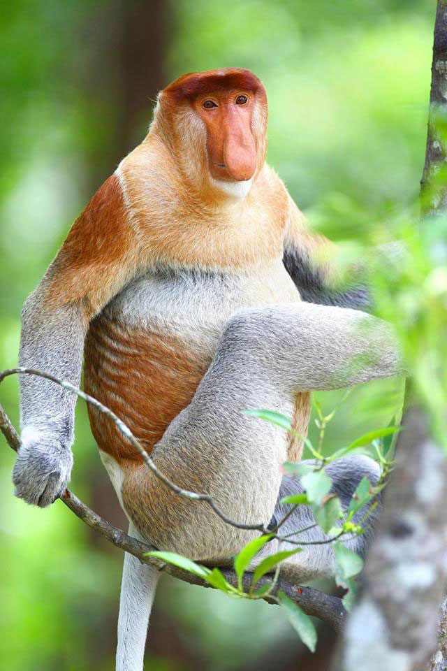 Labuk Bay Proboscis Monkey Sanctuary – Labuk Bay Nature & Tour Sdn Bhd
